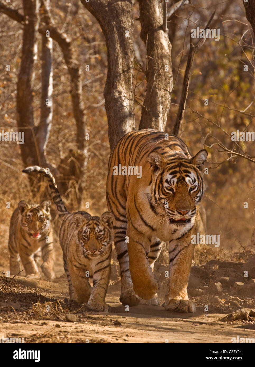 Tigress and babies hi-res stock photography and images - Alamy