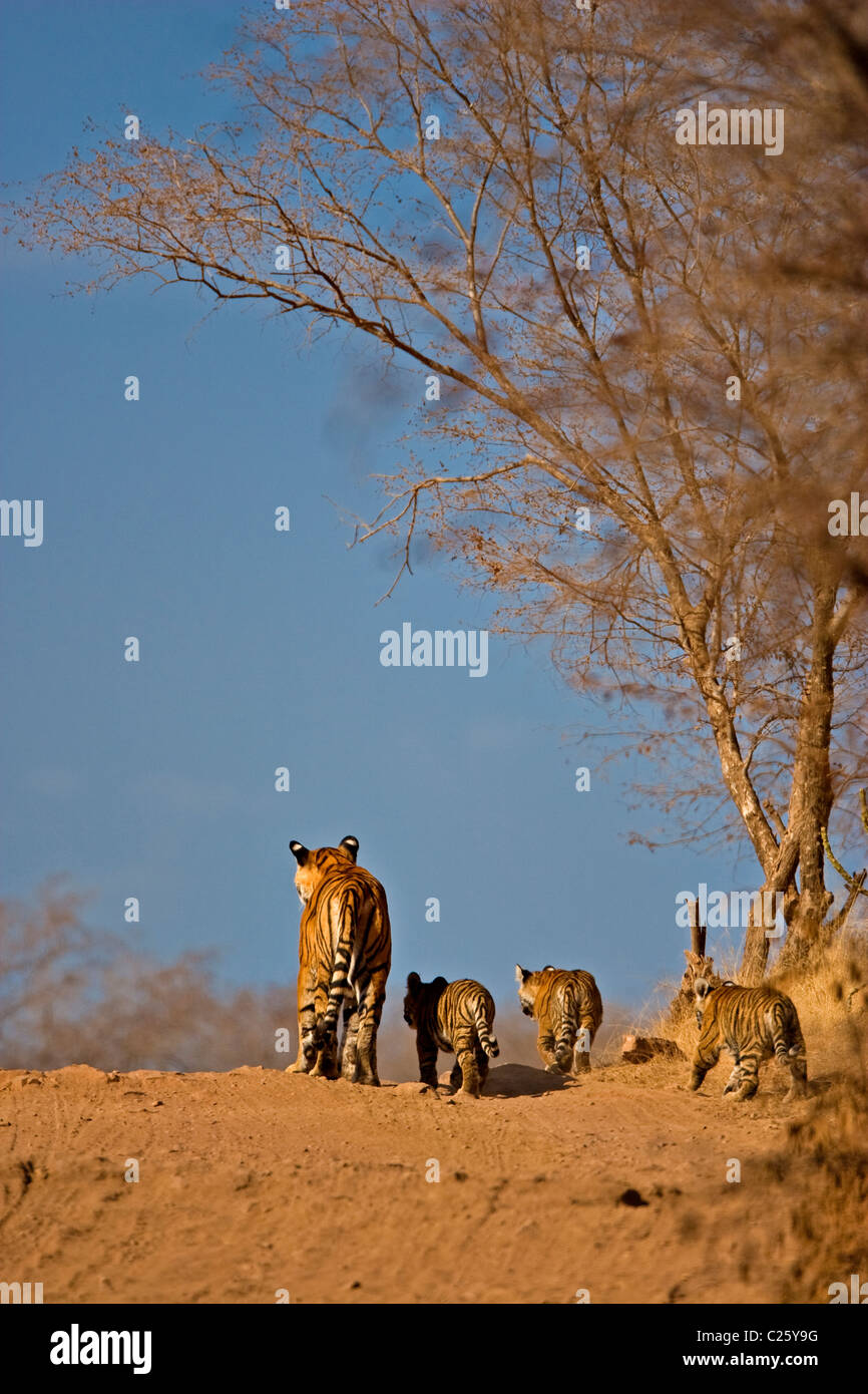 Wild tigress with three young cubs in Ranthambore national park with ...
