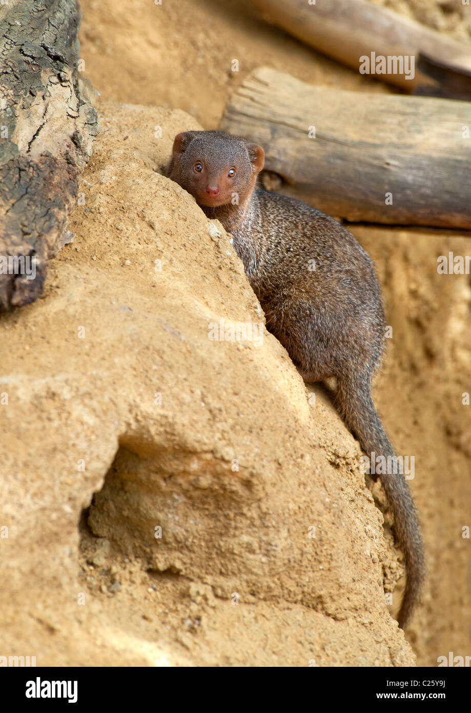 Weasel hole hi-res stock photography and images - Alamy