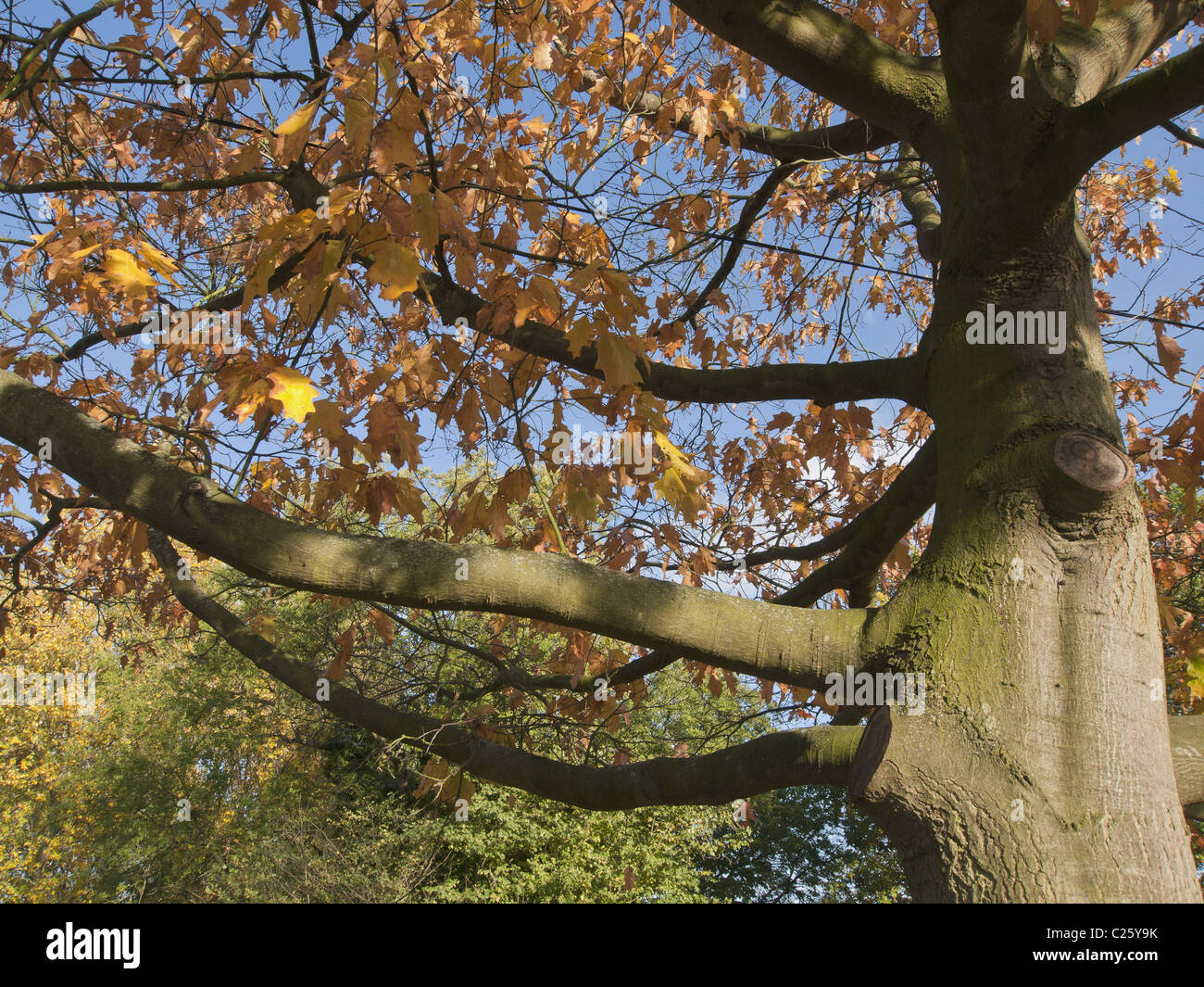 Woodland leaf hi-res stock photography and images - Alamy