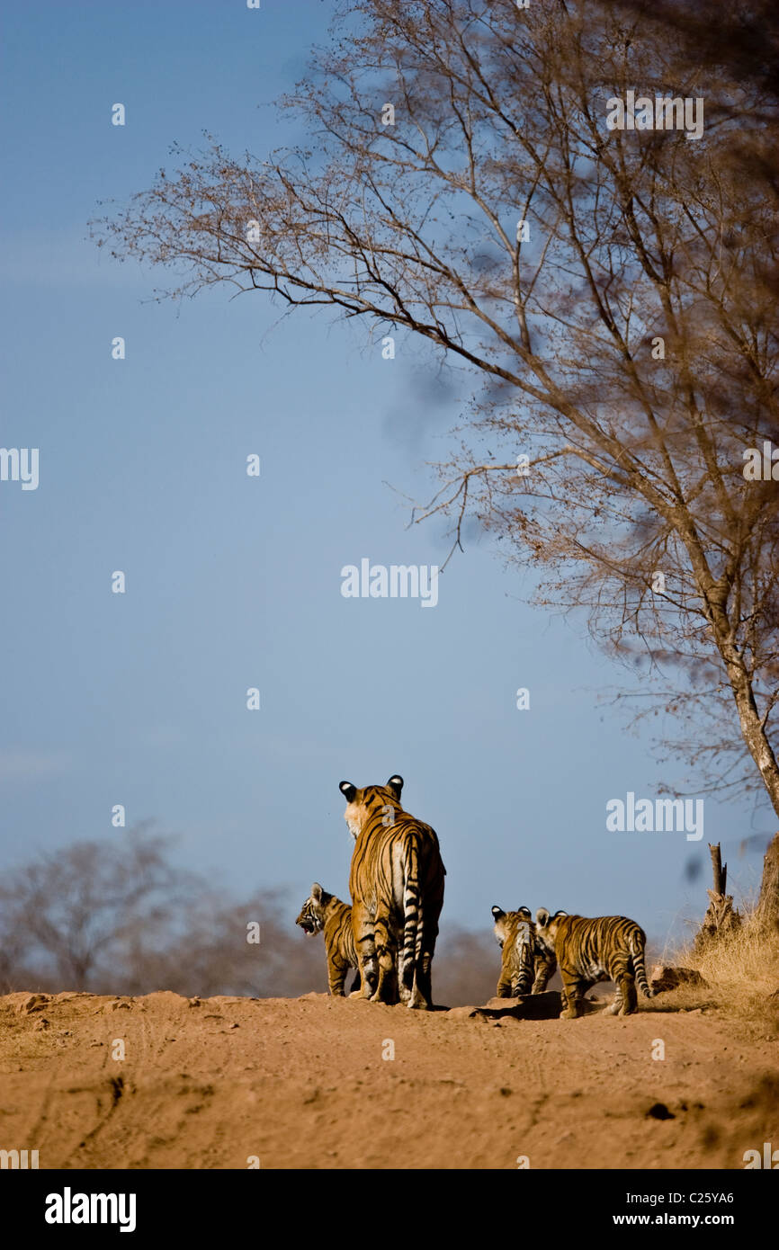 Tigress and babies hi-res stock photography and images - Alamy