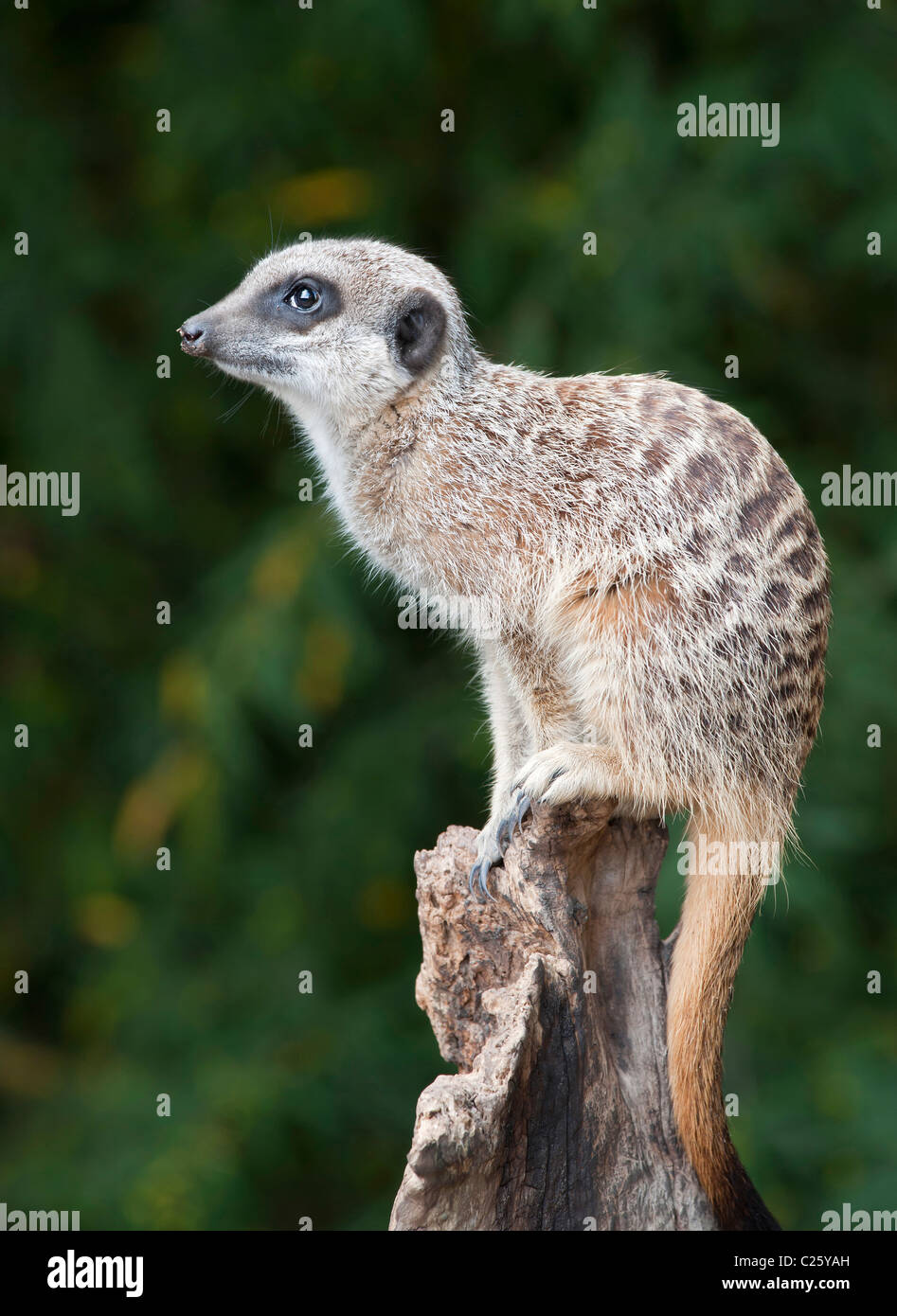 Suricate meerkat family hi-res stock photography and images - Alamy