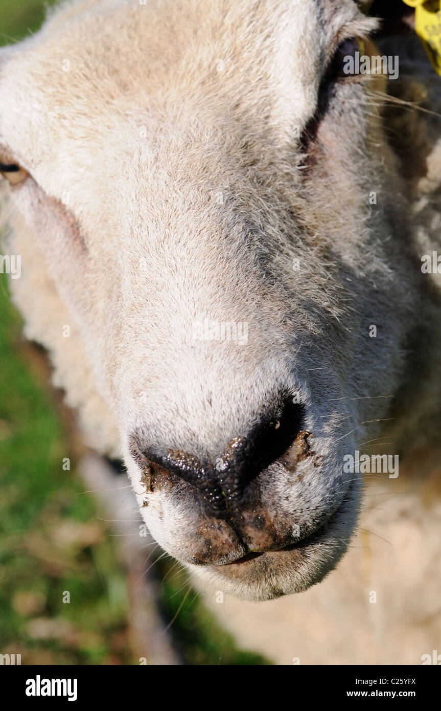 Mutton head hi-res stock photography and images - Alamy