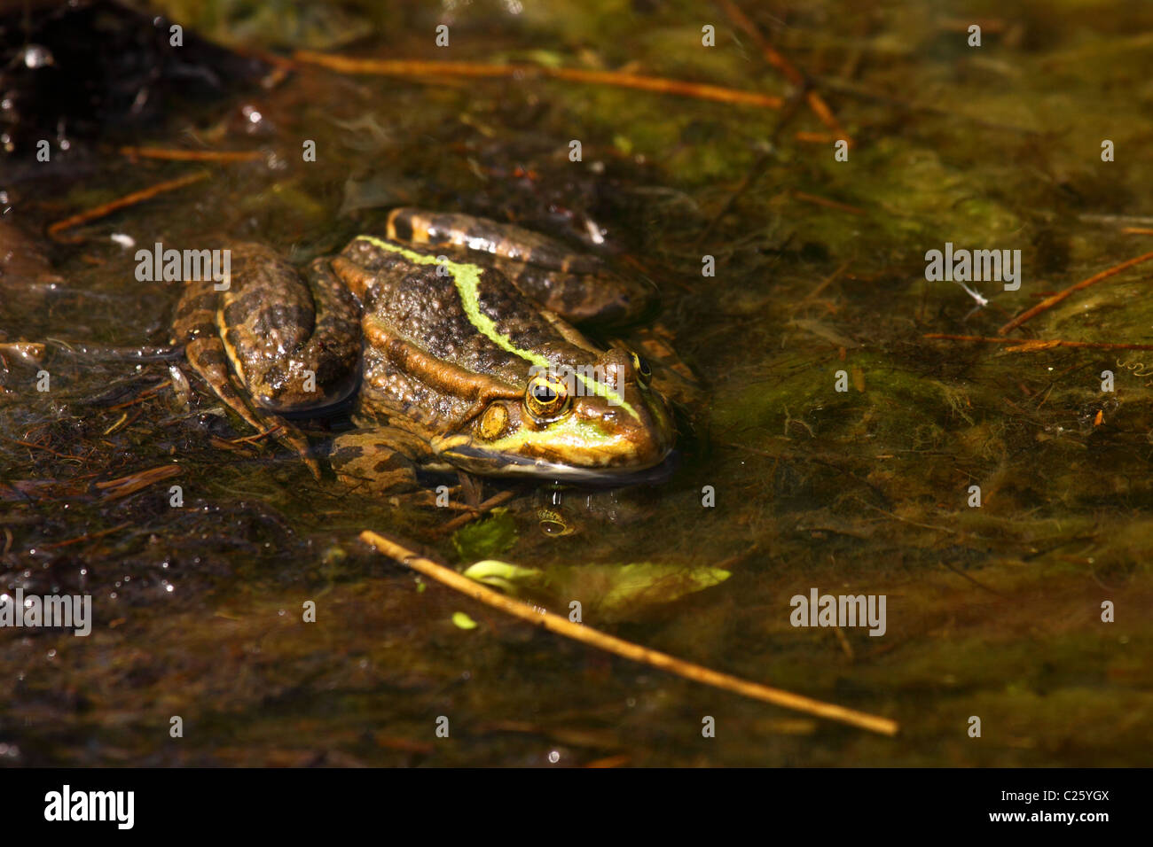 Green amphibian hi-res stock photography and images - Alamy