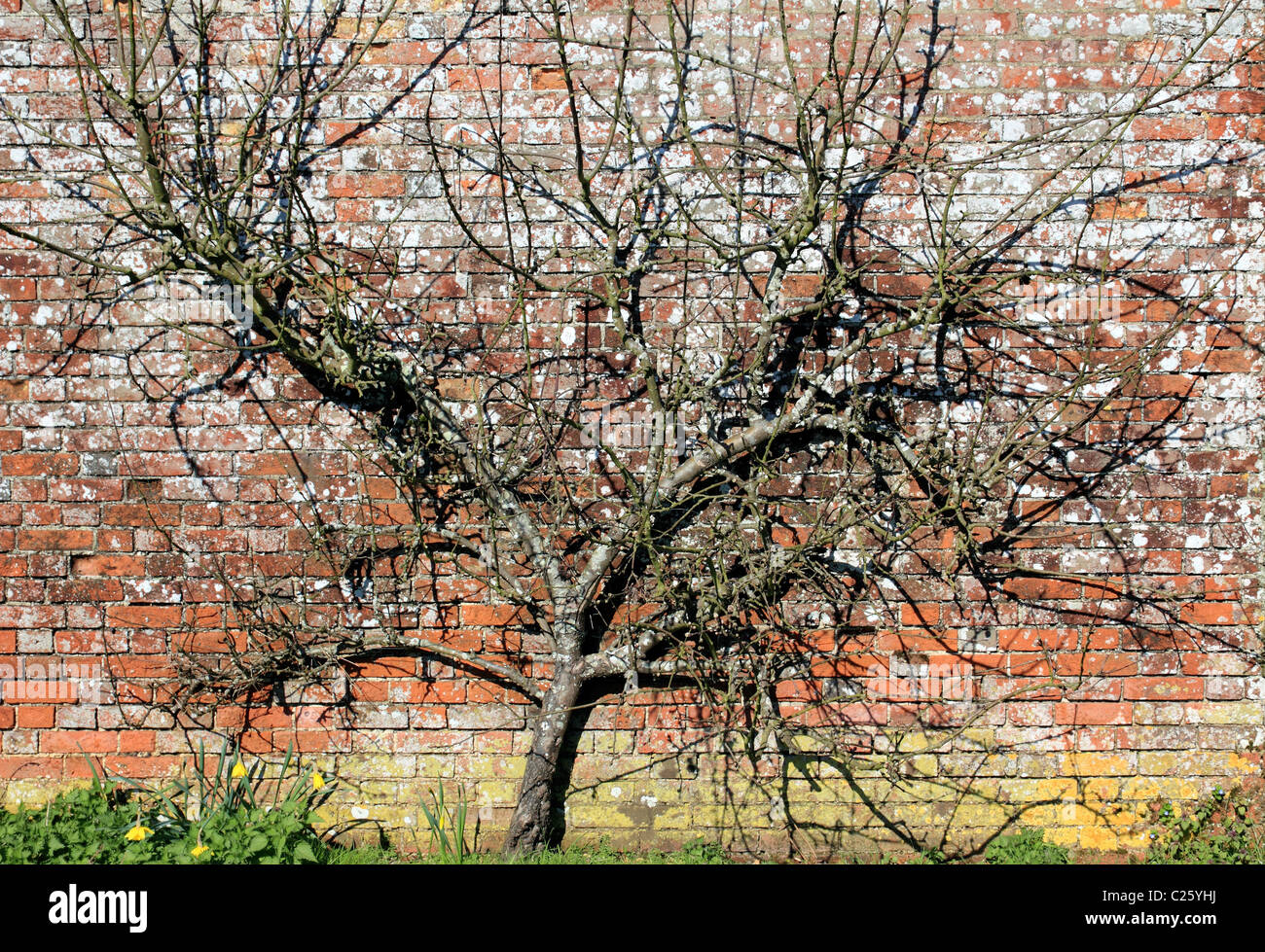 Espalier fruit tree hi-res stock photography and images - Alamy