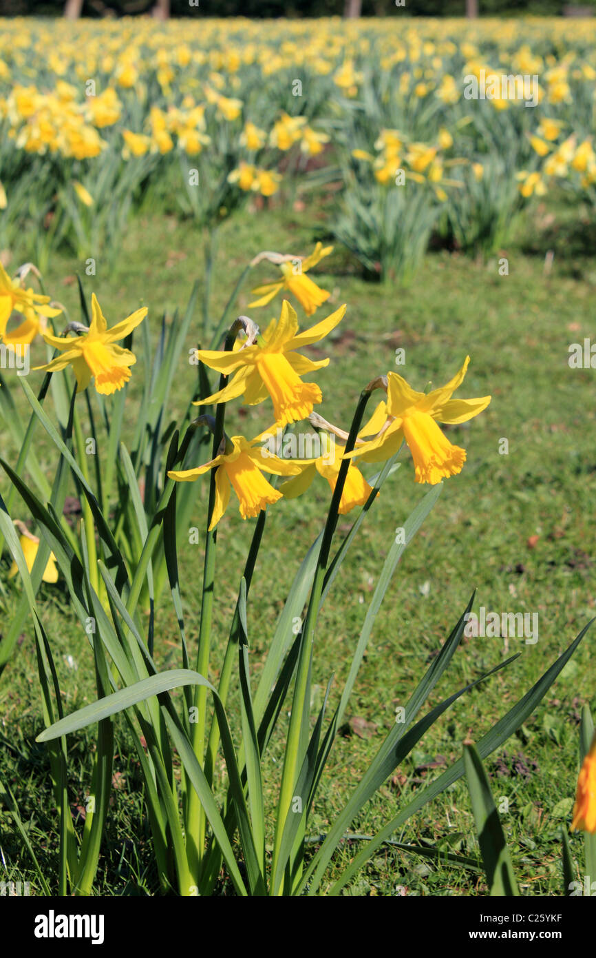 Spring flowering daffodils in country garden Sussex England UK Stock ... Spring flowering daffodils in country garden Sussex England UK Stock ...