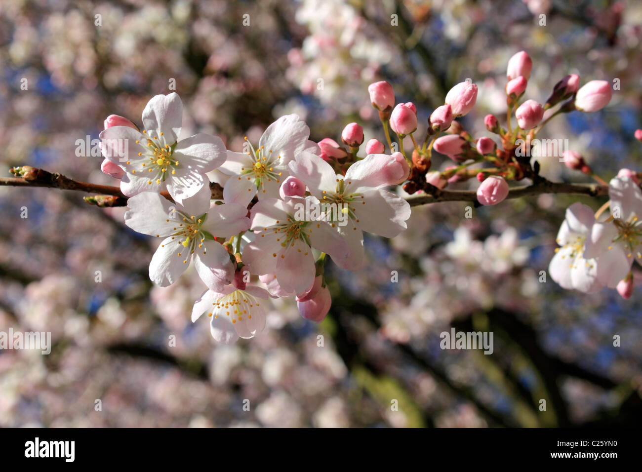 Fruit tree blossom hi-res stock photography and images - Alamy