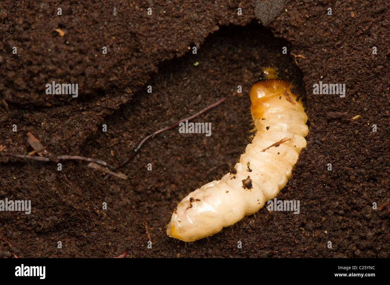 Mordax hi-res stock photography and images - Alamy