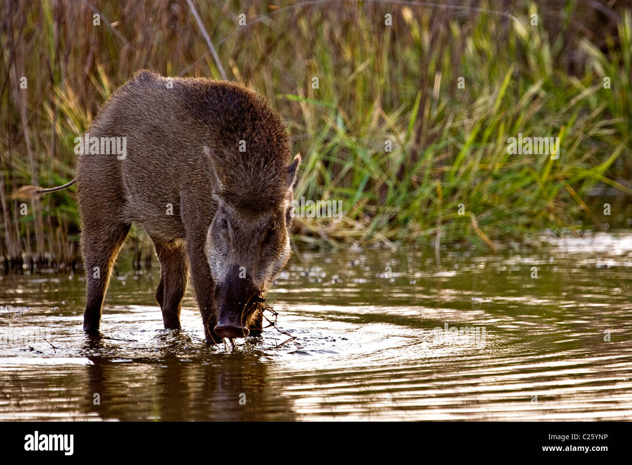 Wild boar (Sus scrofa) in the shallow waters of a lake in Ranthambhore ...