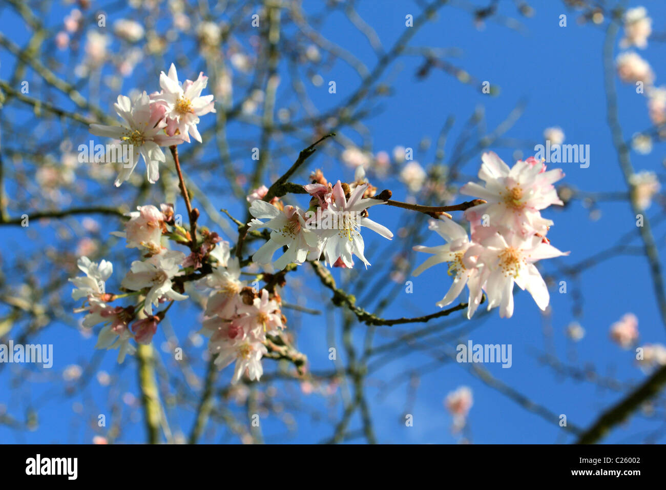 Fruit tree blossom hi-res stock photography and images - Alamy