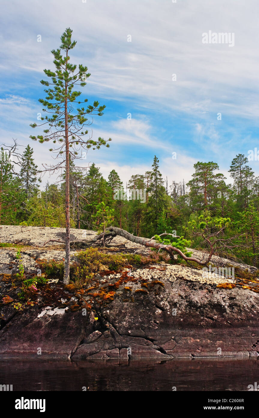 Two pines on a rock at lake Stock Photo - Alamy
