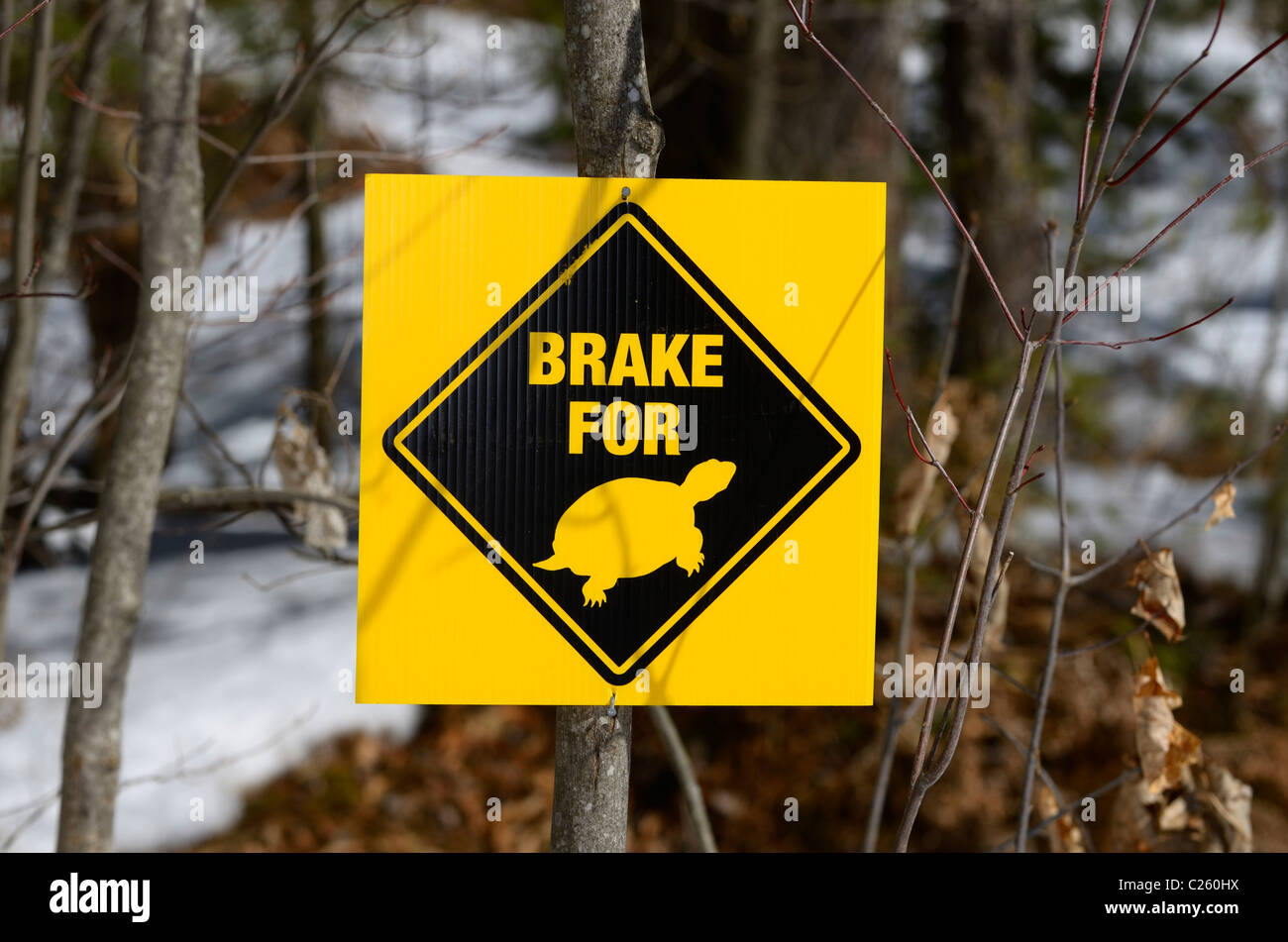 Yellow Brake For Turtle crossing sign on a forest trail North Ontario ...