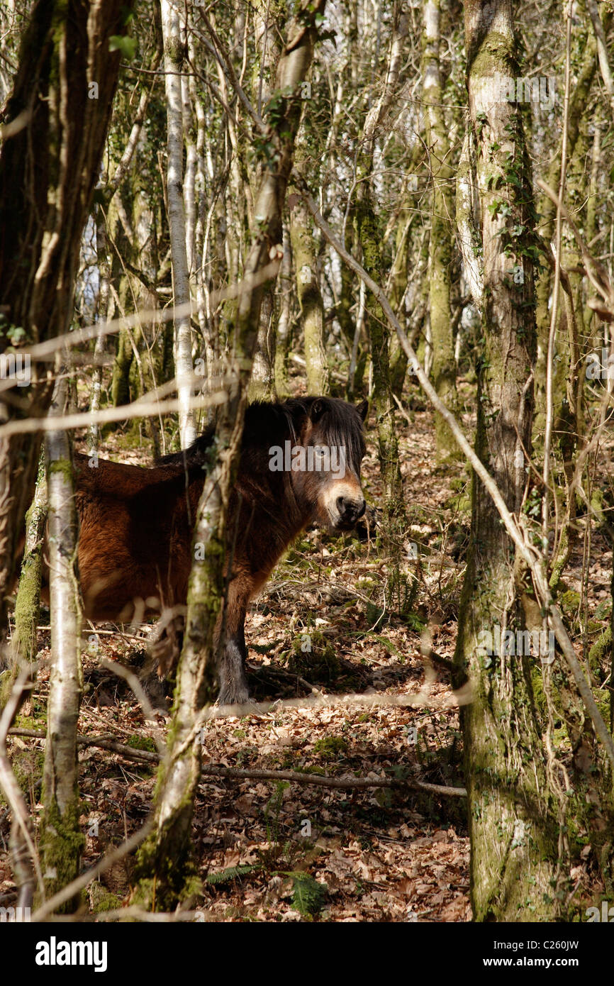 Cabilla cornwall hi-res stock photography and images - Alamy