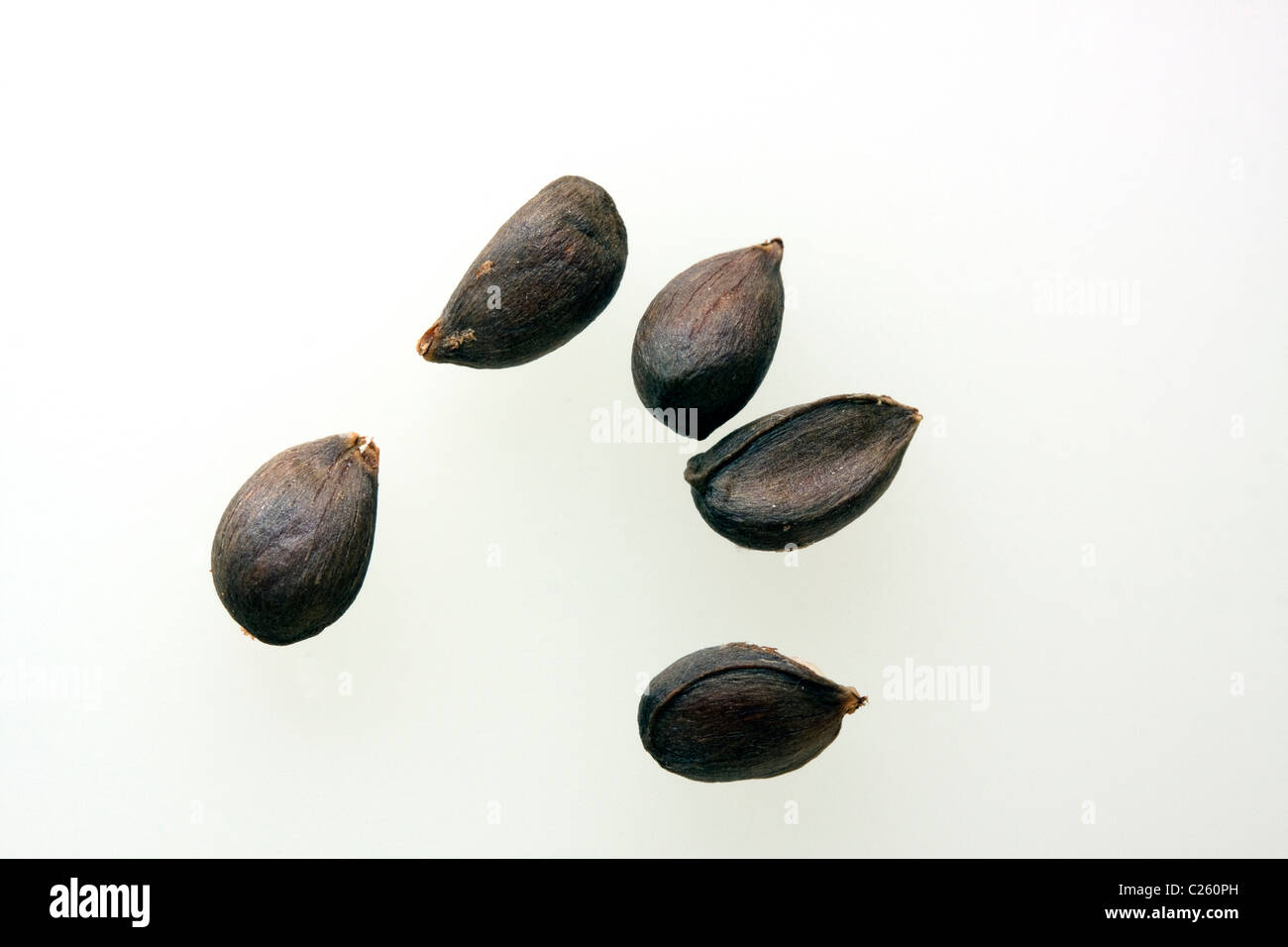 Five Apple Seeds Stock Photo - Alamy
