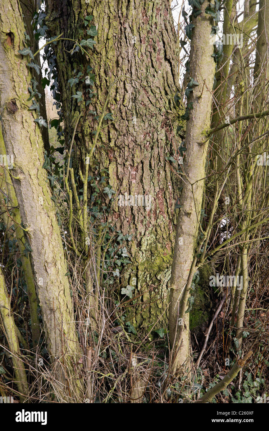 arrow valley country park redditch worcestershire Stock Photo - Alamy