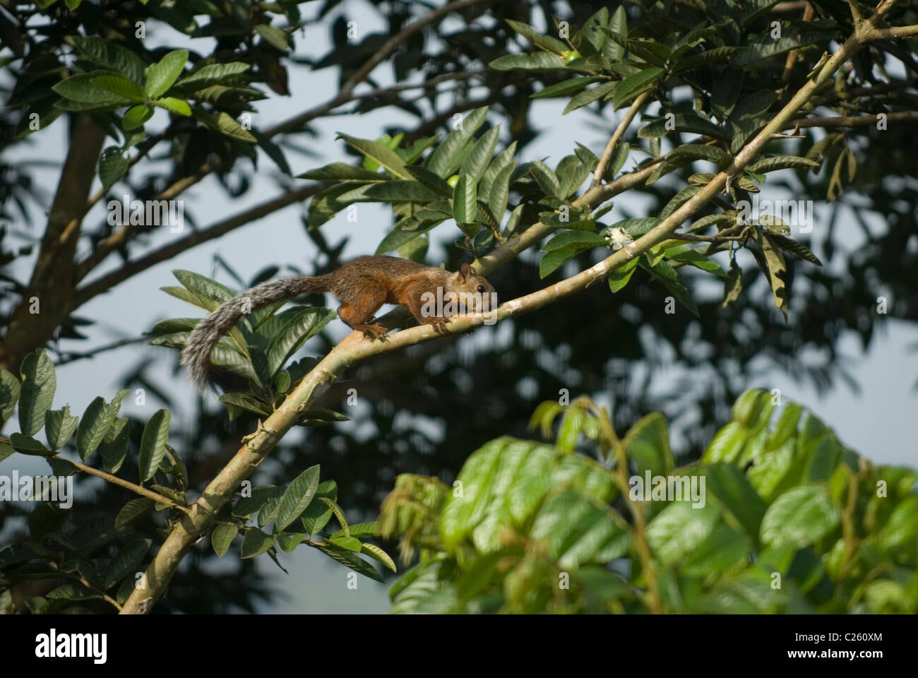 Ardilla, Costa Rican squirrel running through the trees Stock Photo - Alamy