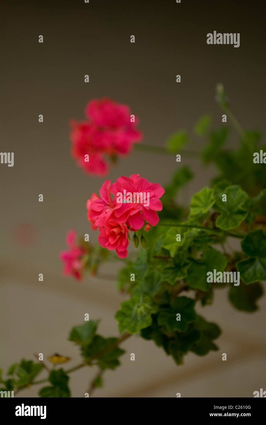 Coral-Pink geraniums on the terrace Stock Photo - Alamy