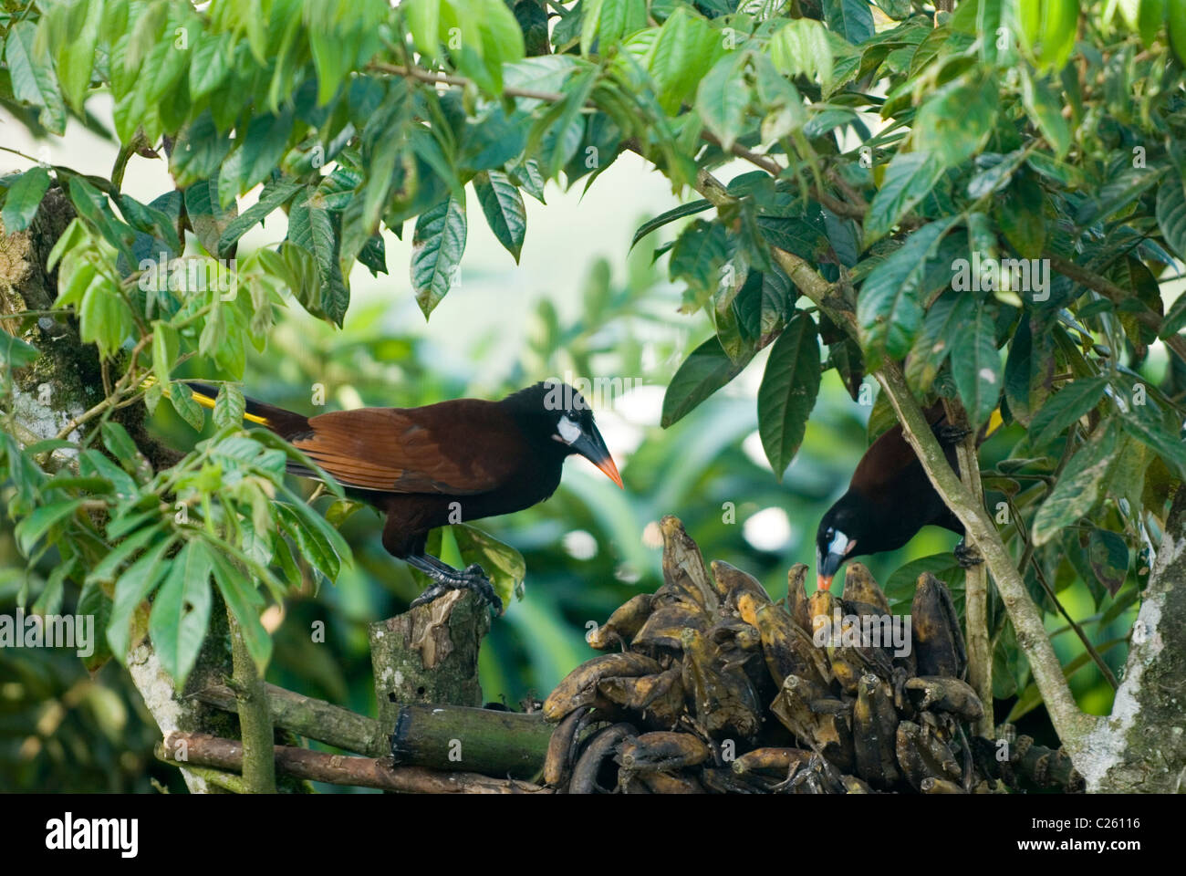 Montezuma's Oropendular with baby feeding in the bananas in Costa Rica ...