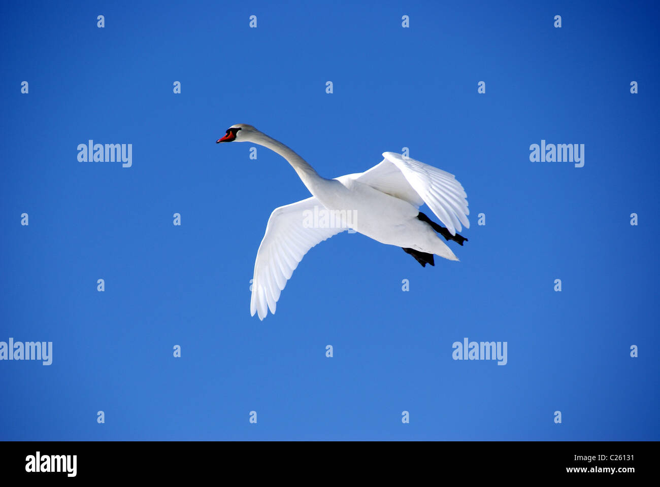 Swan sky hi-res stock photography and images - Alamy