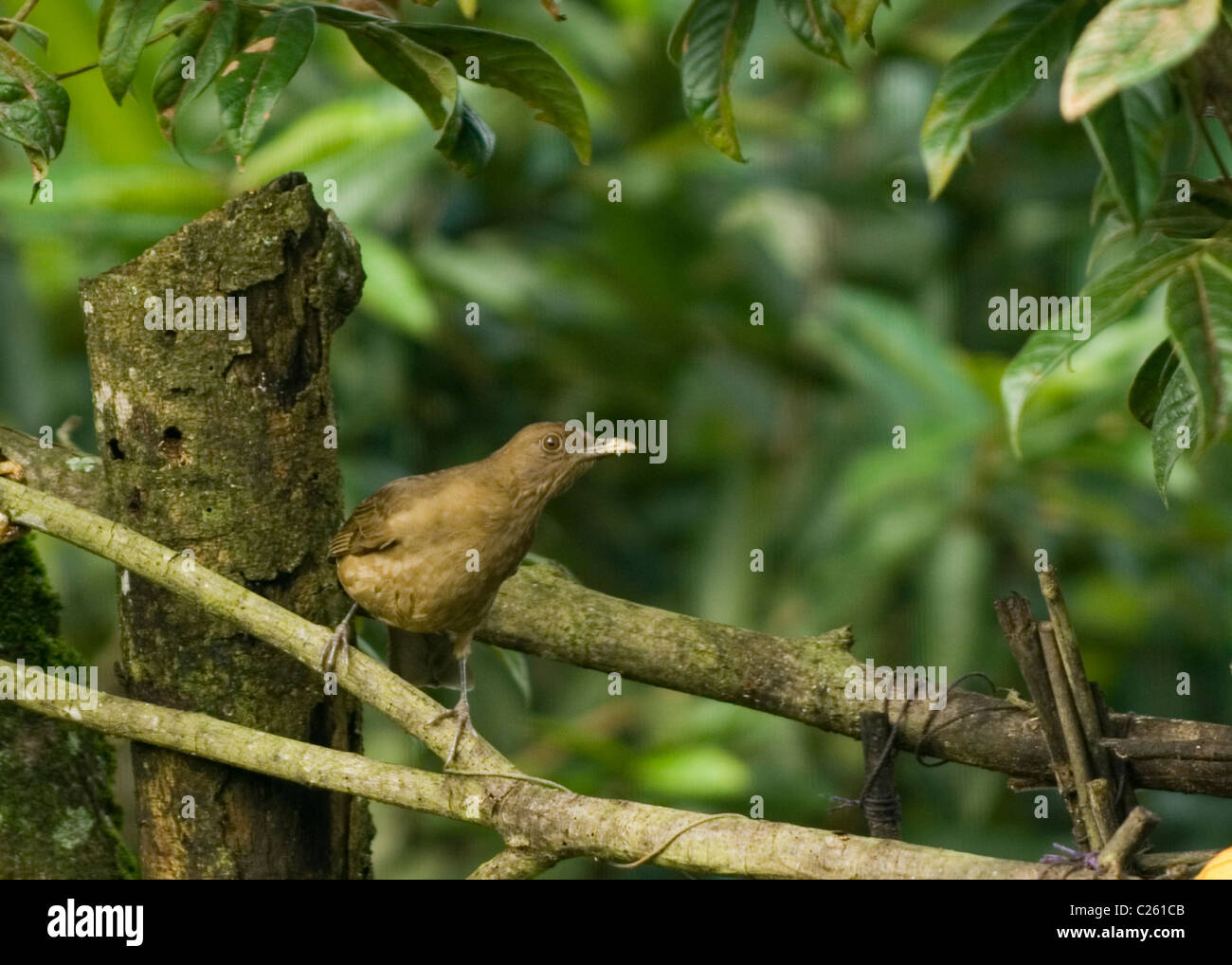 Clay-colored robin, national bird of Costa Rica Stock Photo - Alamy