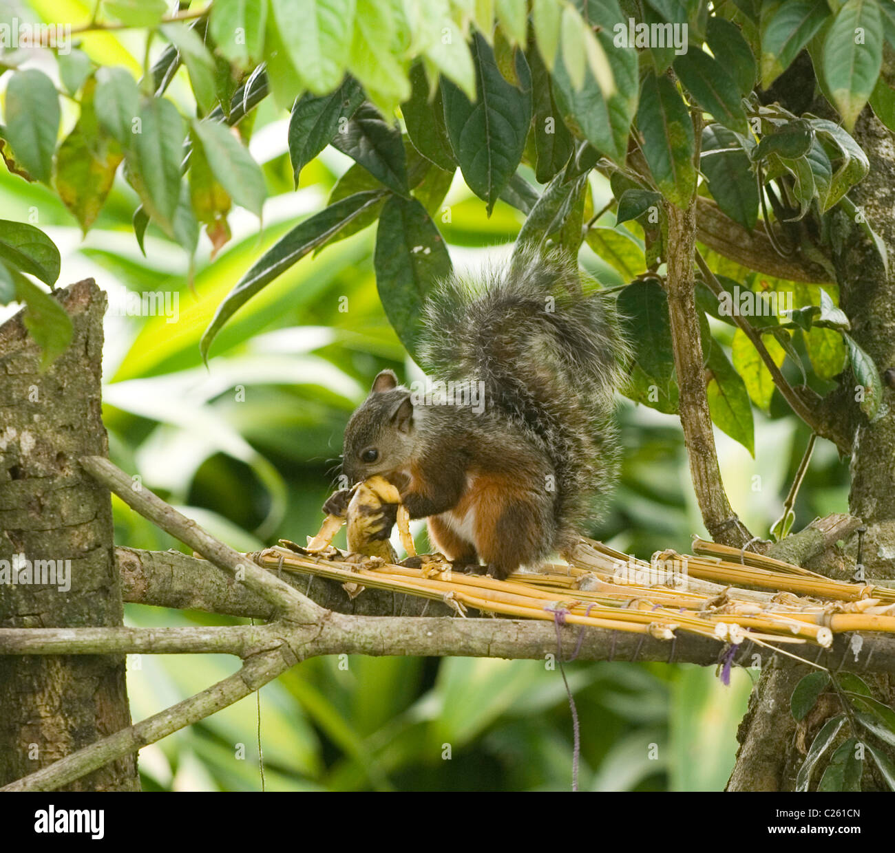Costa Rican Squirrel (ardilla) eating bananas at bird feeder Stock ...
