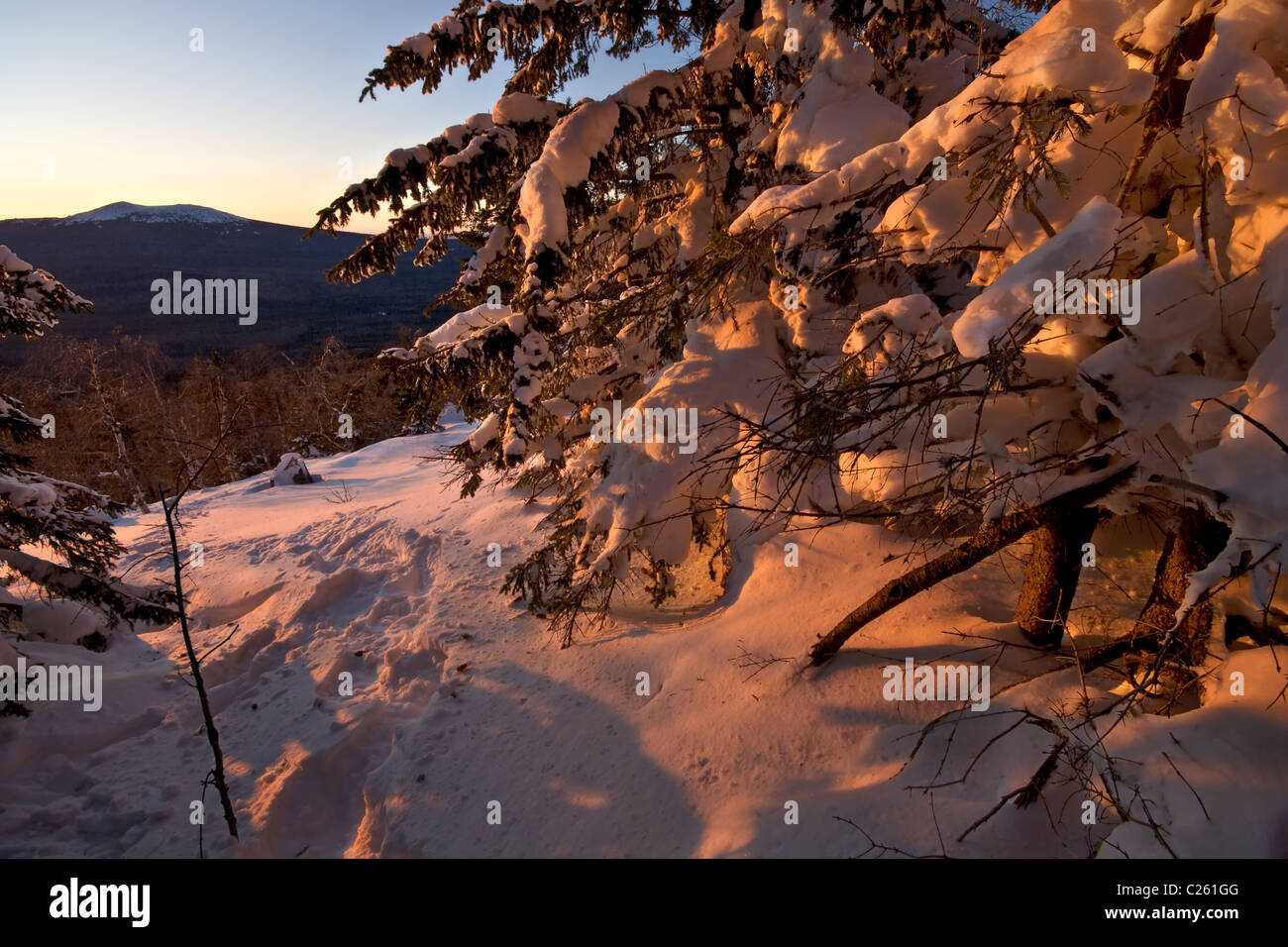 Snow-covered trees in sunset evening light. Winter landscape in ...