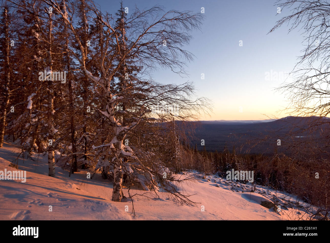 Birch in sunset pink light. Winter landscape. National park Taganay ...