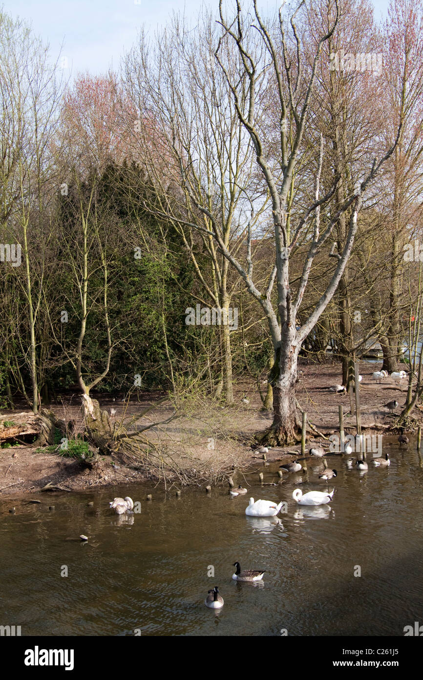Stratford upon Avon Island with Birds Stock Photo - Alamy