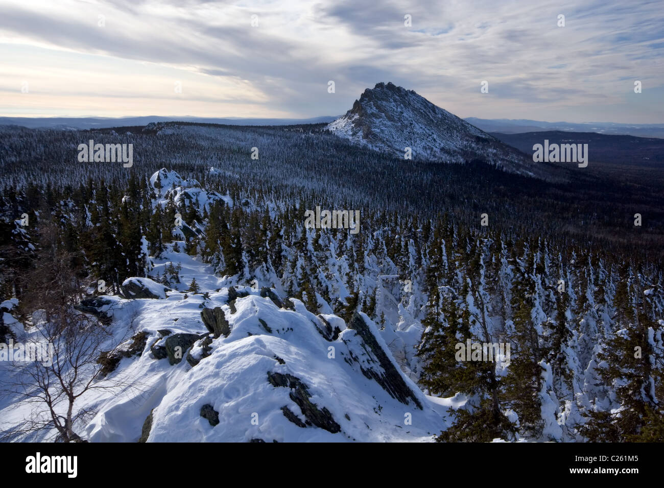 Siberia winter forest hi-res stock photography and images - Alamy