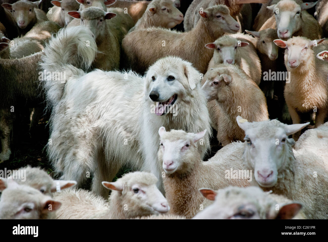 Maremma or Abruzzese Sheepdog guarding or herding Finn-Dorset sheep ...