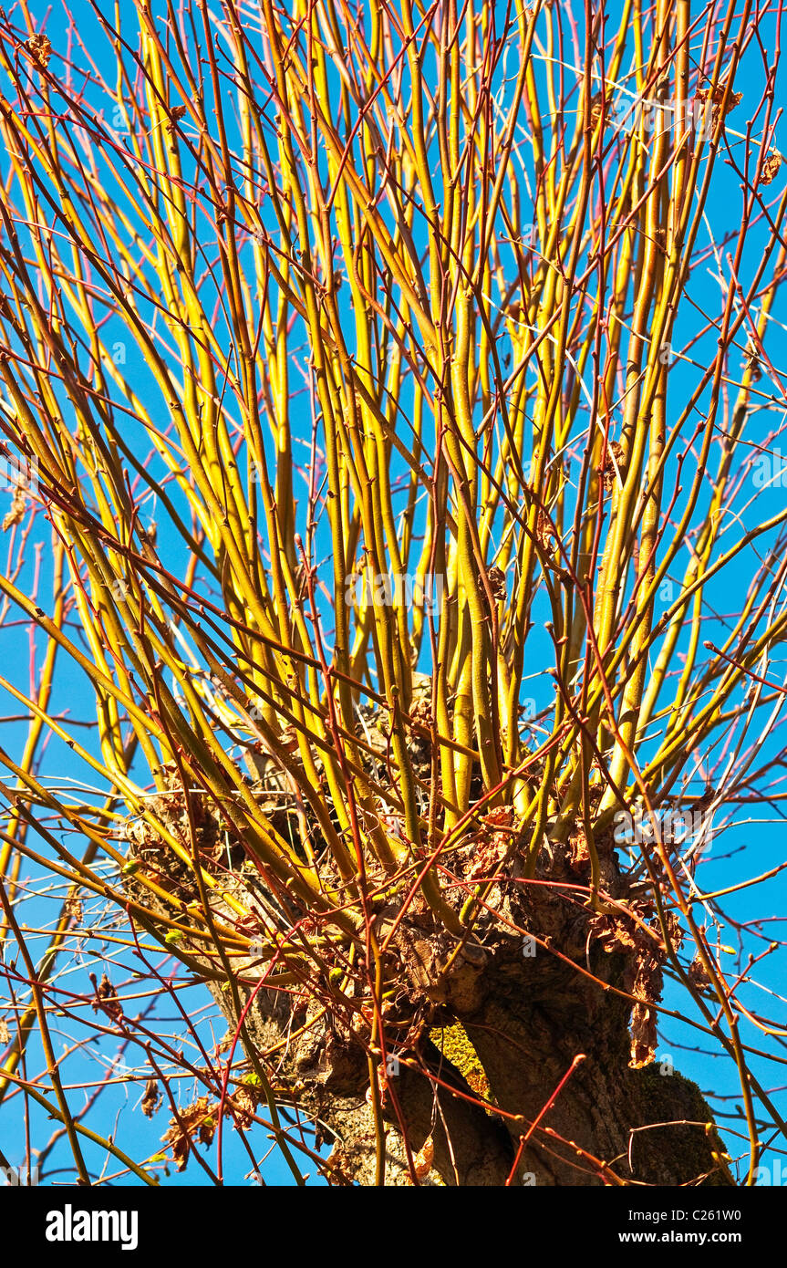 Untrimmed hi-res stock photography and images - Alamy