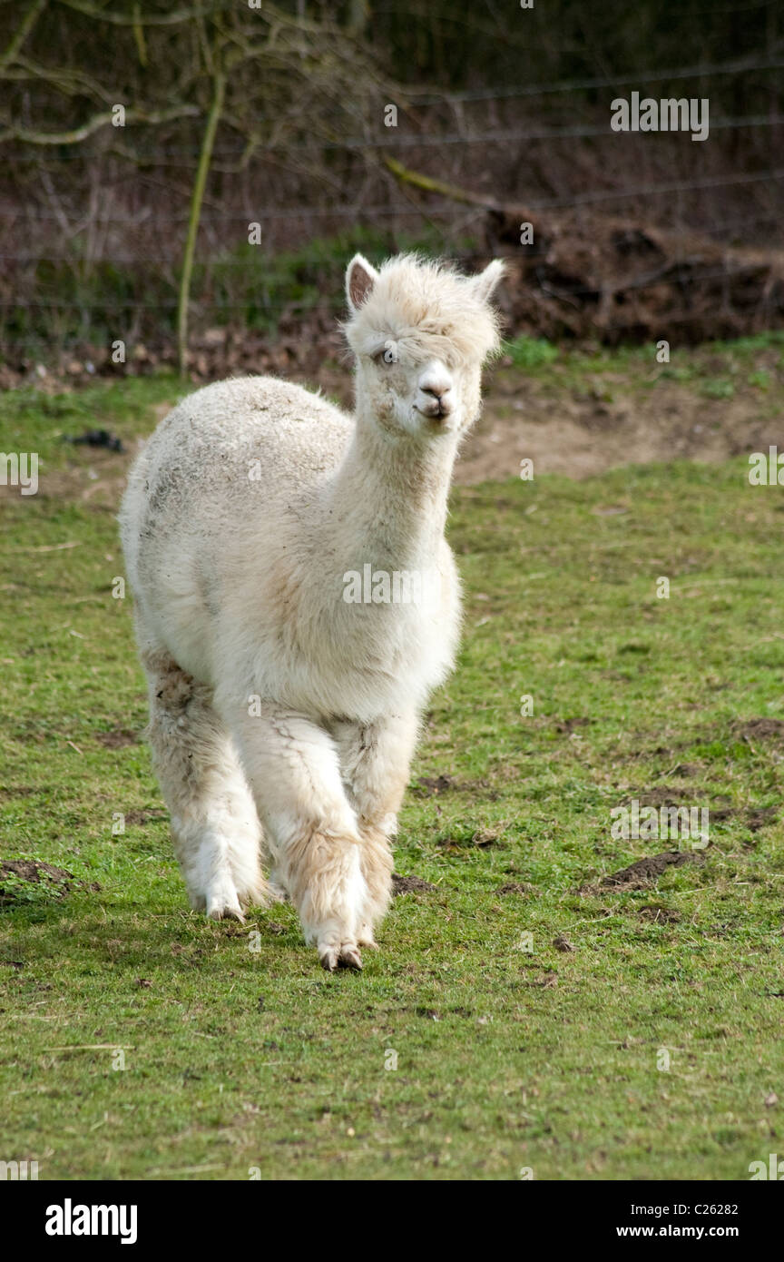 Llama walking uk hi-res stock photography and images - Alamy