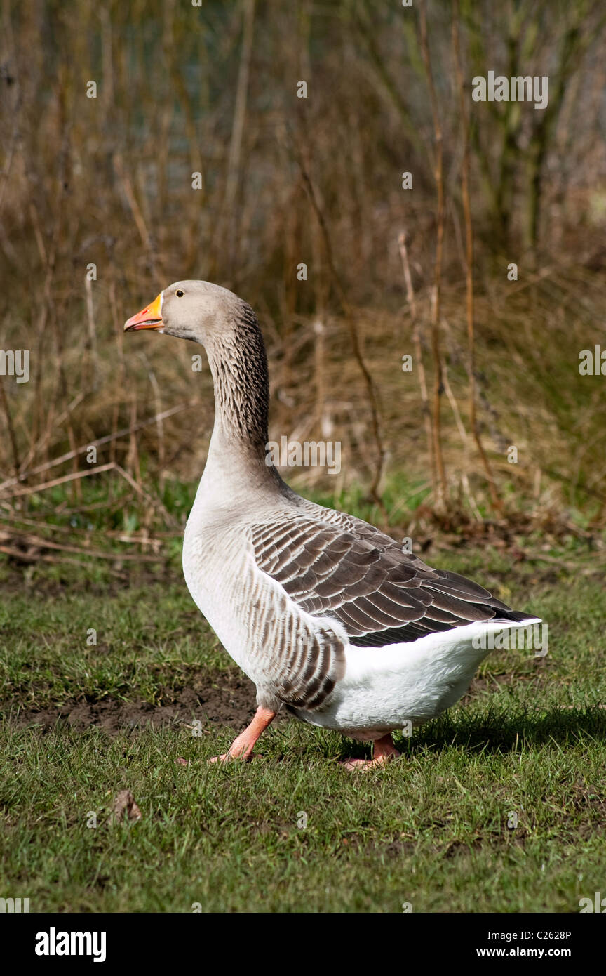 Grey Goose in Close up Stock Photo - Alamy