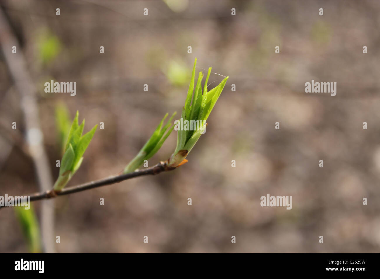 Bud of a leaf in spring, Denmark Stock Photo - Alamy
