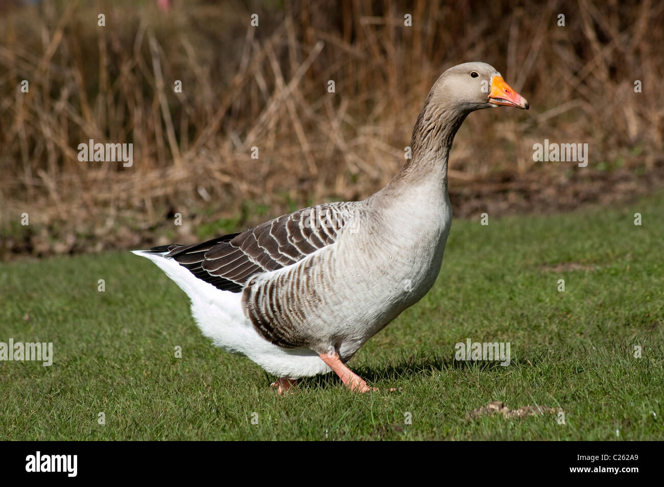 Grey Goose Walking in Close up Stock Photo - Alamy