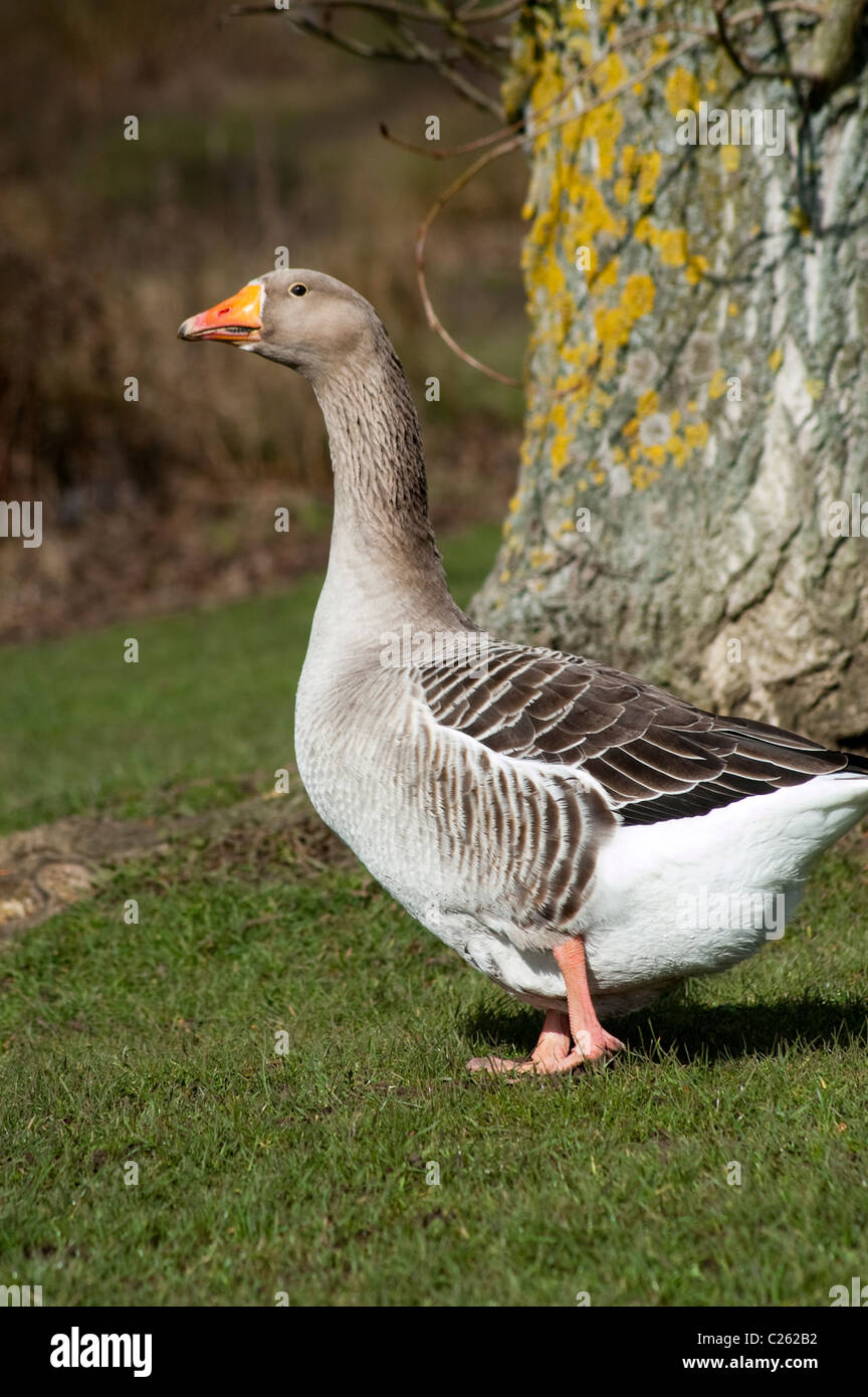 Grey Goose in Close up Stock Photo - Alamy
