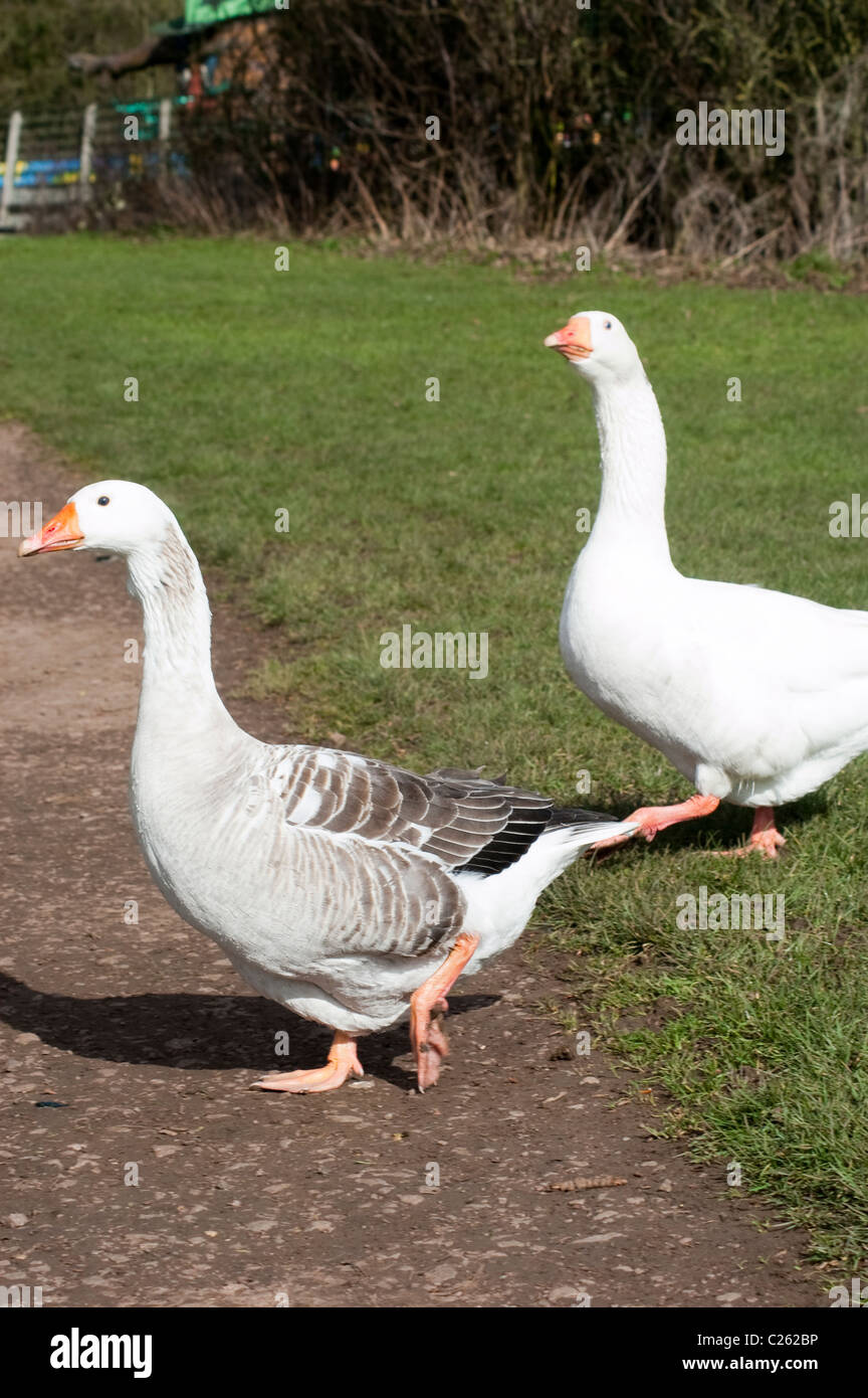 White and Grey Geese in Close up Stock Photo - Alamy
