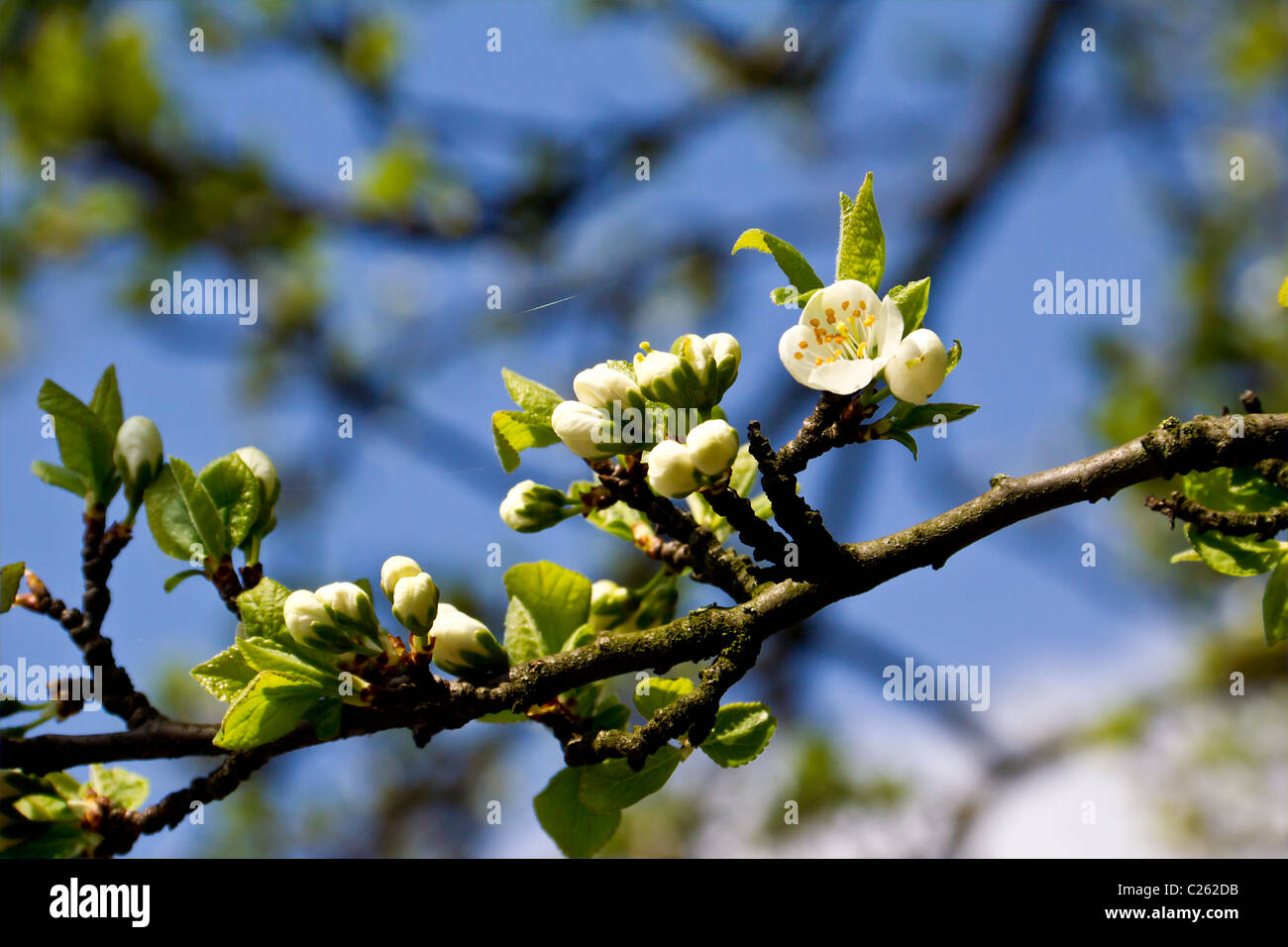 Damson blossom hi-res stock photography and images - Alamy