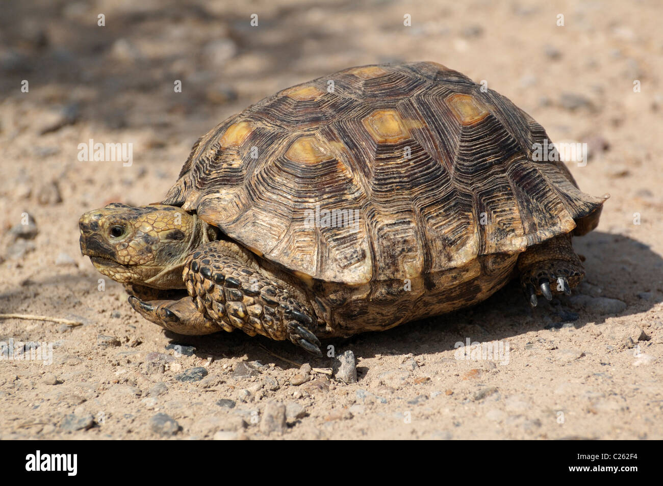 Texas Gopher Tortoise Stock Photo - Alamy