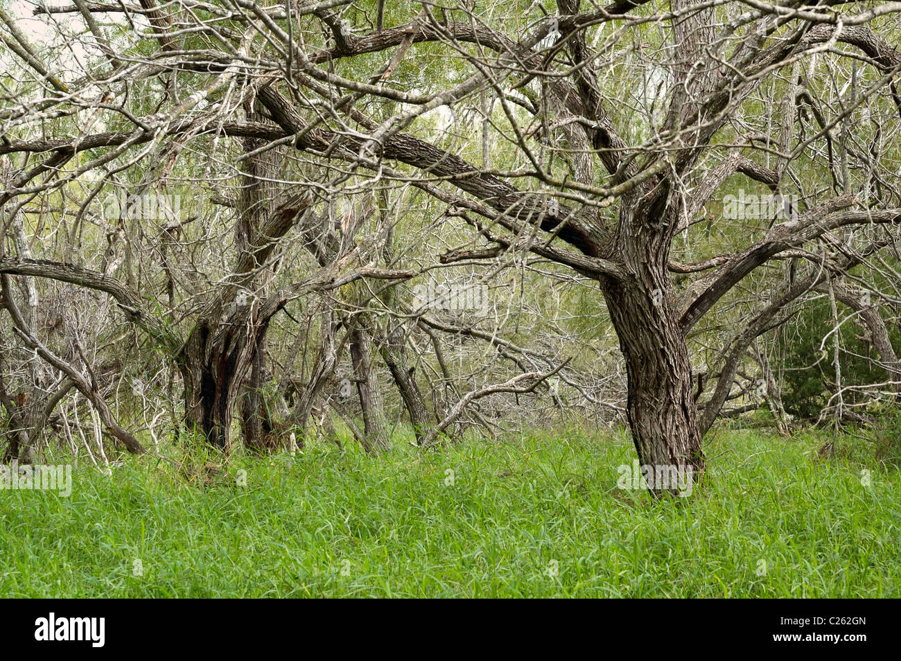 Texas coastal plain hi-res stock photography and images - Alamy