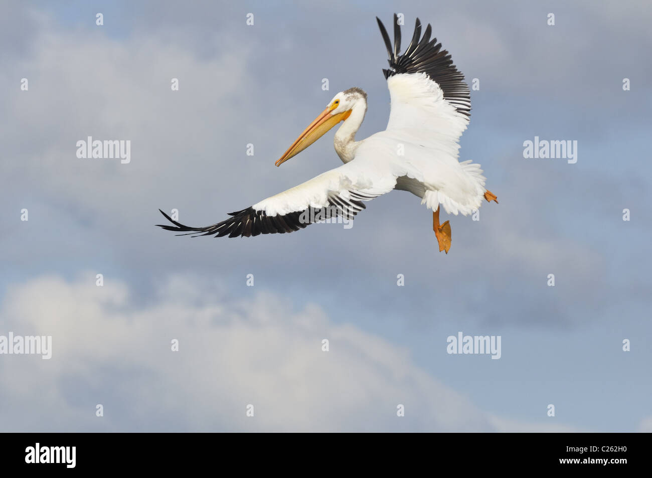 Pelican in flight Stock Photo - Alamy
