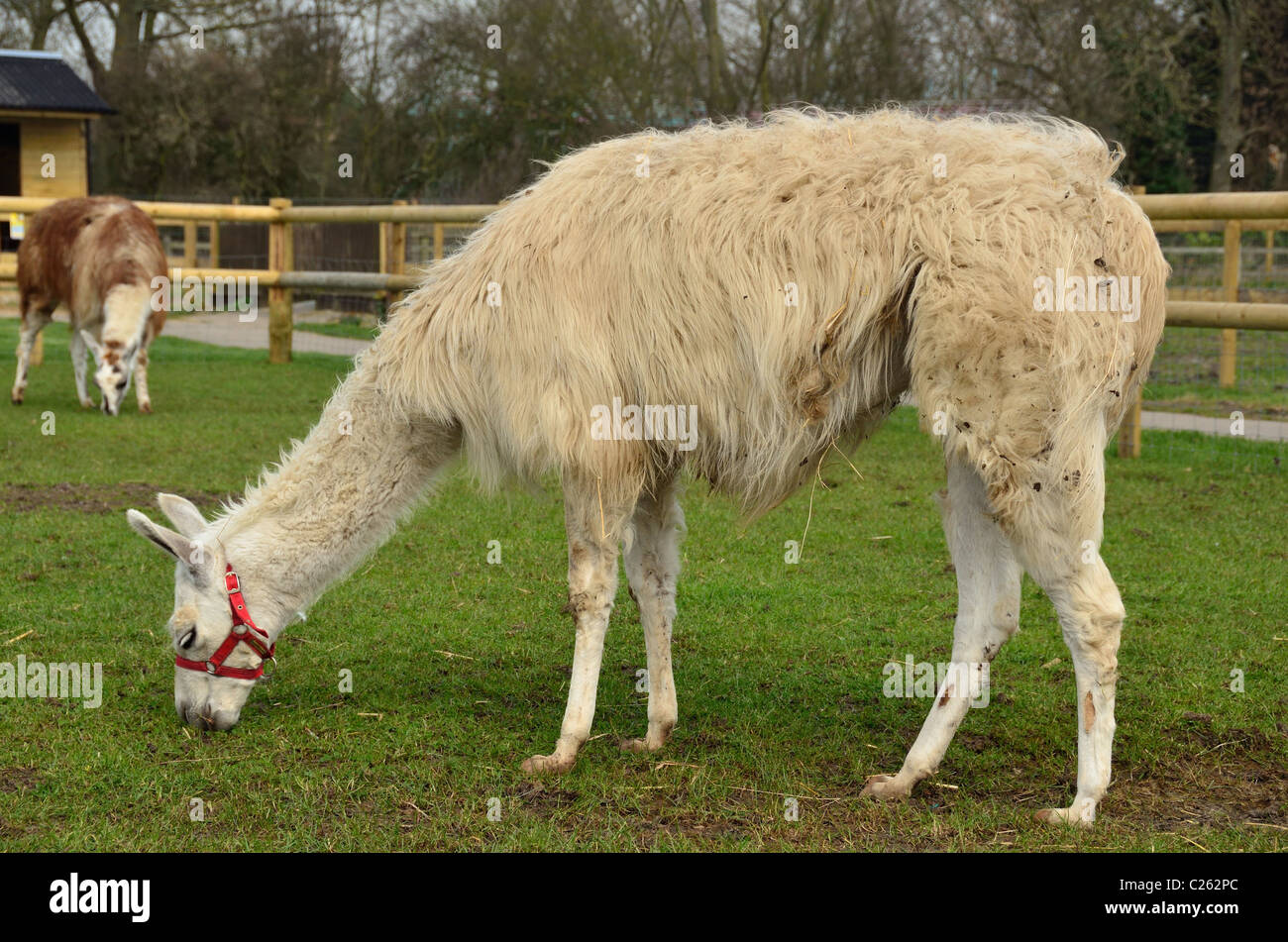 Llama eating grass hi-res stock photography and images - Alamy