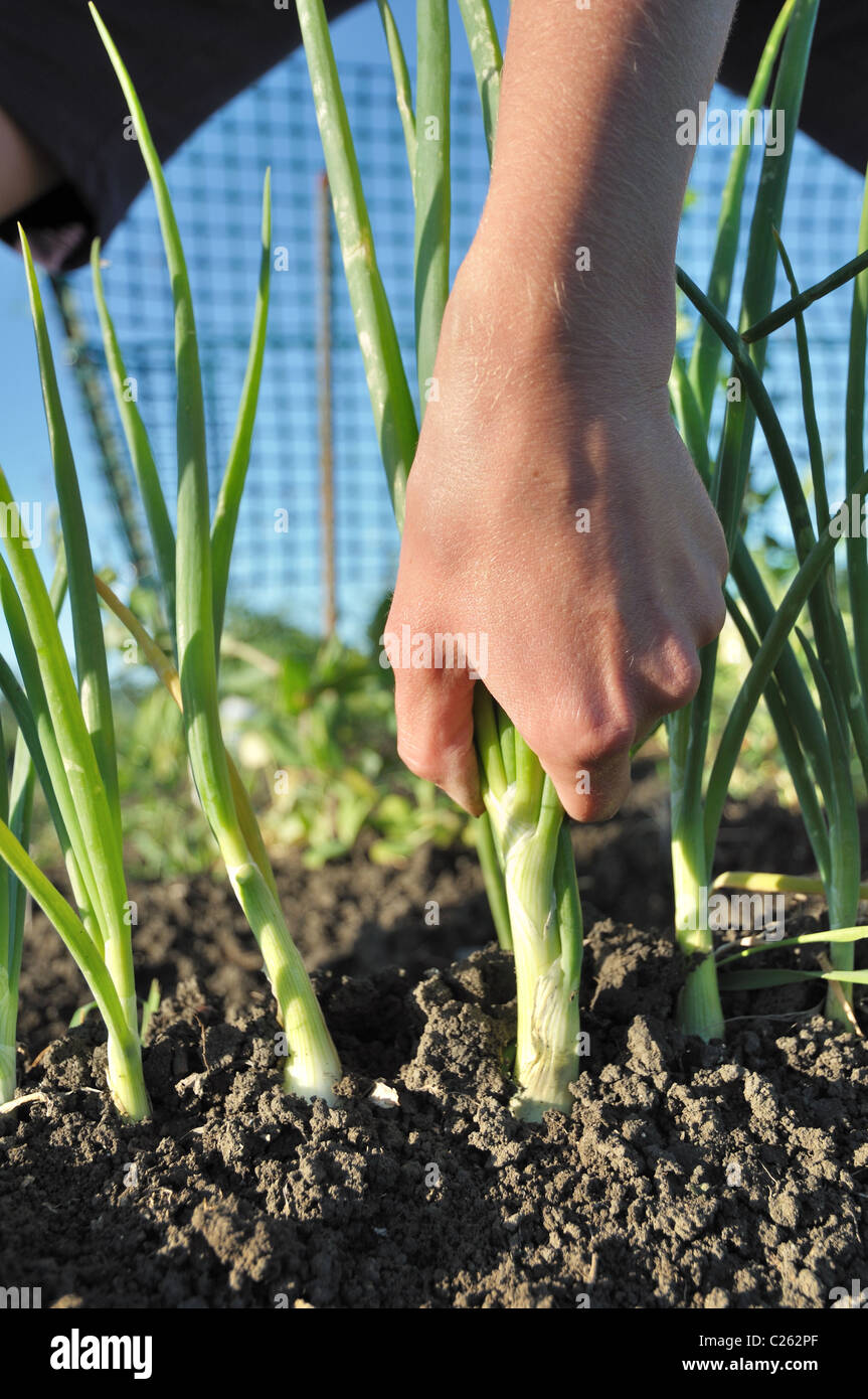 Picking Fresh Vegetables Stock Photo - Alamy