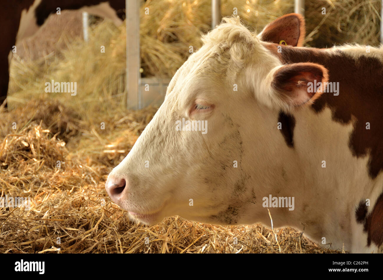 Marsh farm hi-res stock photography and images - Alamy