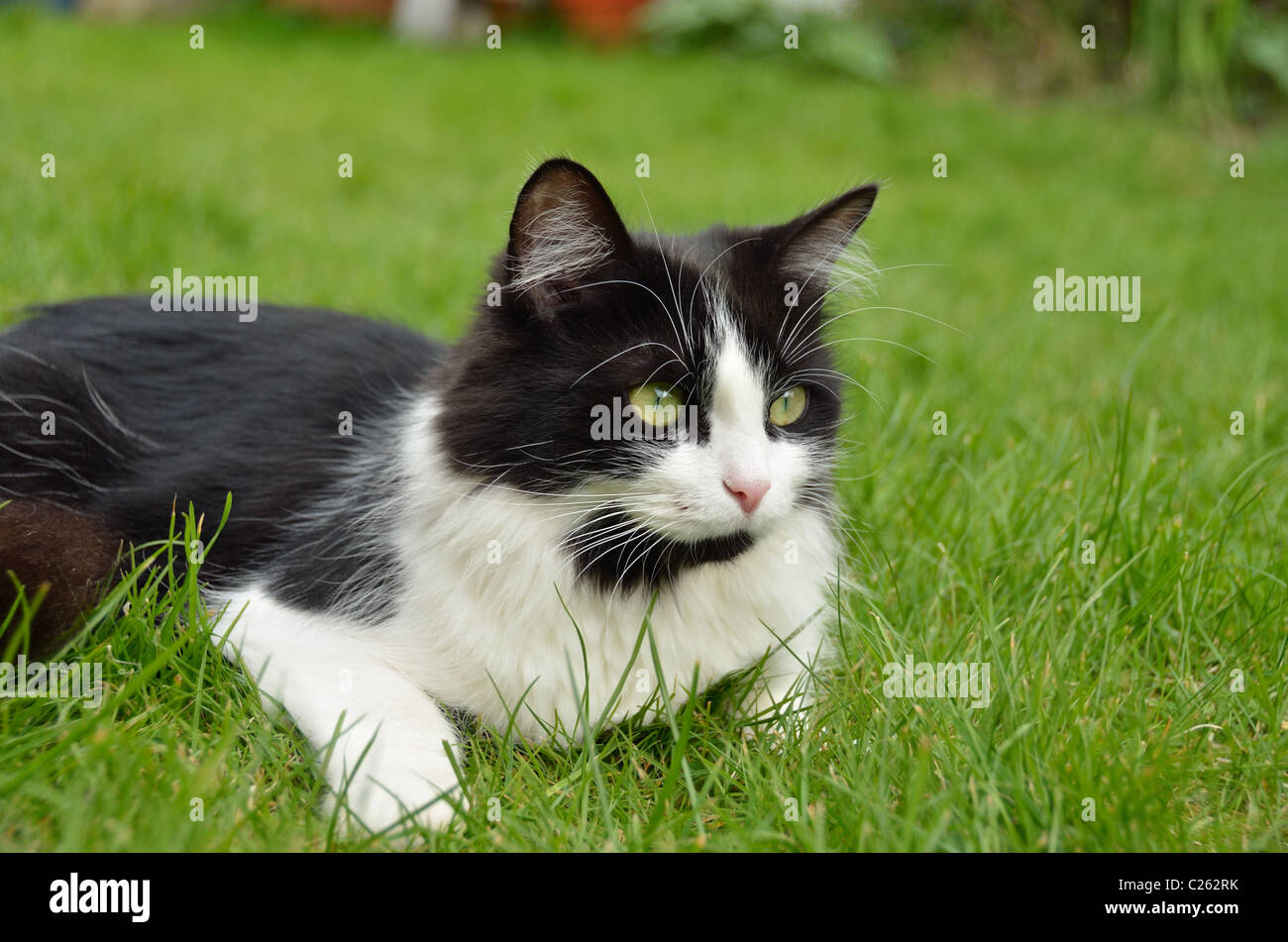 Chloe cute hi-res stock photography and images - Alamy