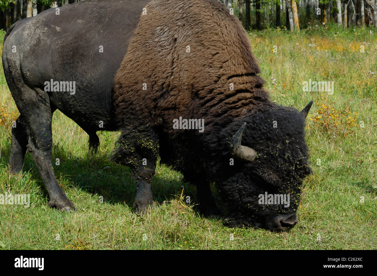 A great bull bison eats grass in a field in Northern Alberta, Canada ...