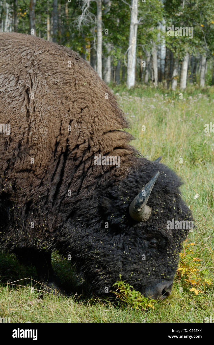 Large bull bison profile as he stands in a field of grass Stock Photo ...