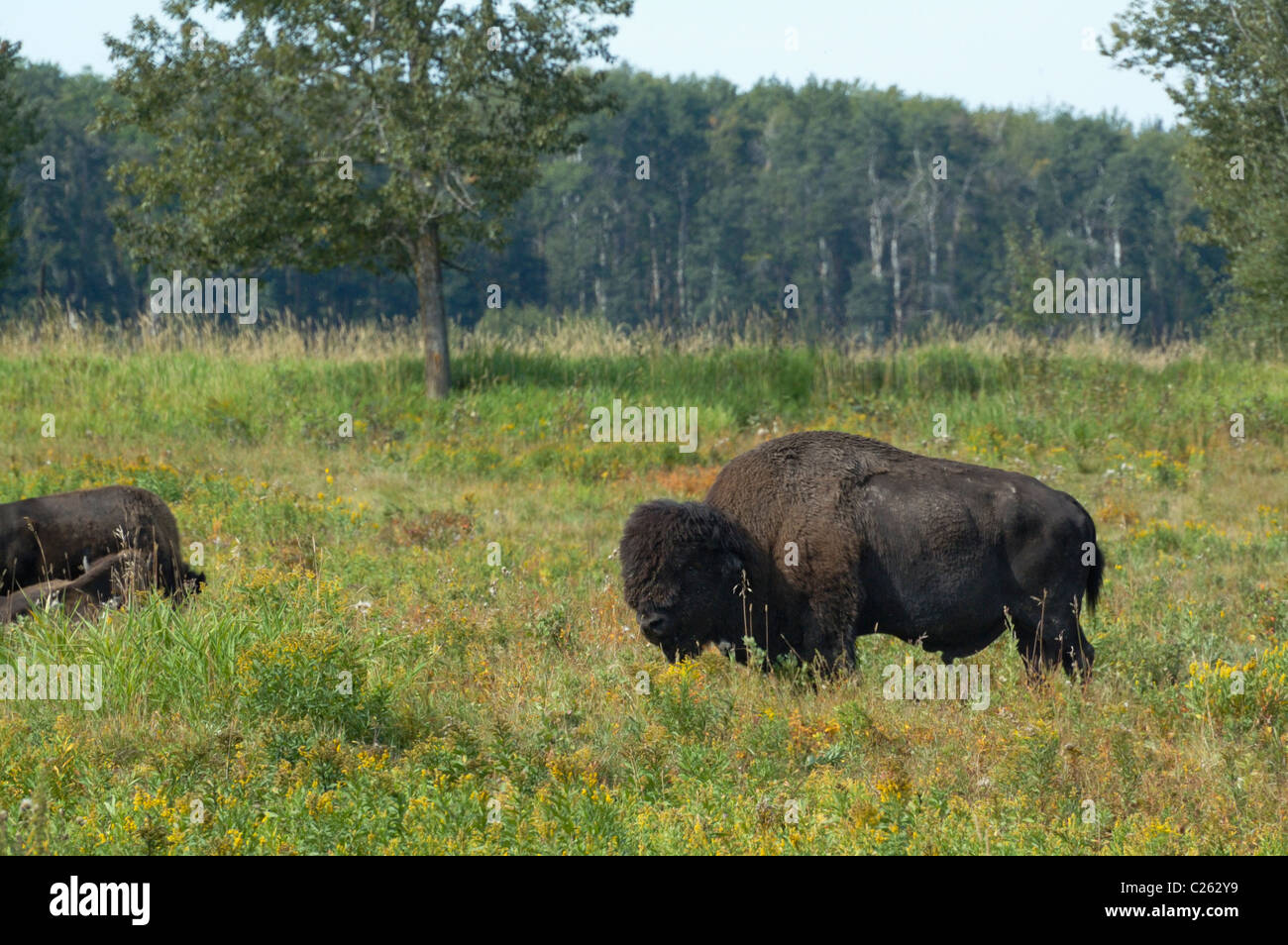 Lone Bull Bison Stock Photo - Alamy