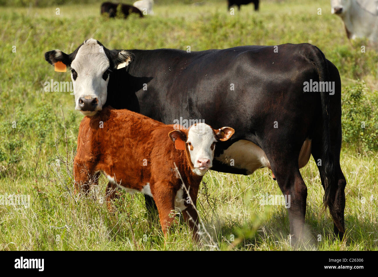 New born bull calf hi-res stock photography and images - Alamy