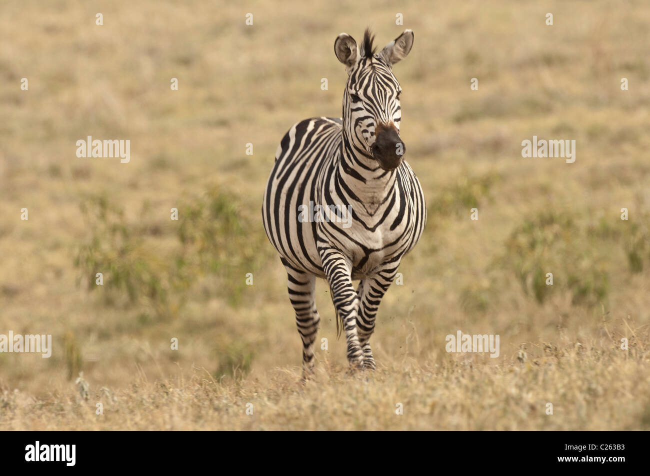 Zebra walking hi-res stock photography and images - Alamy